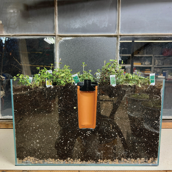 The Thirsty Earth automatic olla watering system for your garden